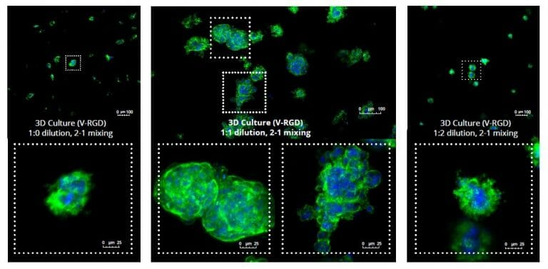 3D Cell Culture of Human Colon Cancer Cells (HCT116) on VitroGel® System | TheWell Bioscience