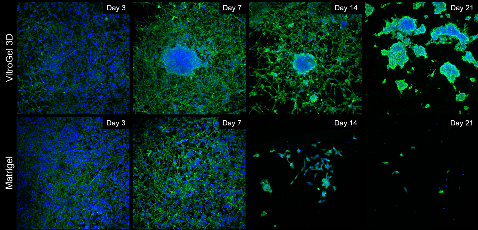 Long-Term Neuron Culture Maturation in 3D Hydrogel Constructs | TheWell ...