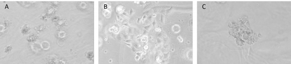 VitroGel® Cell Recovery Solution (100 mL) | TheWell Bioscience