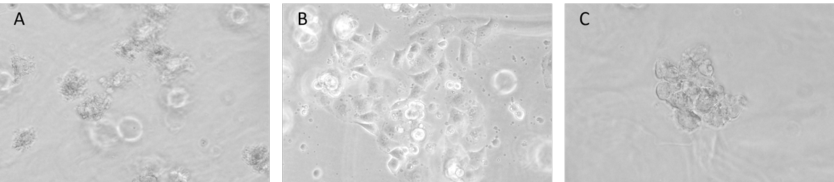 VitroGel® Cell Recovery Solution (100 mL) | TheWell Bioscience