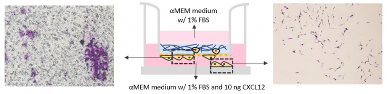 Cell Invasion Assay 3 | TheWell Bioscience