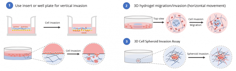 VitroGel Invasion Assay Workflow | TheWell Bioscience