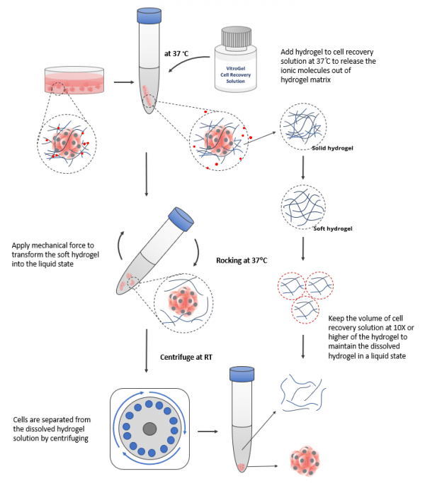 Cell harvesting/recovery of 3D and 2D cells in VitroGel hydrogels