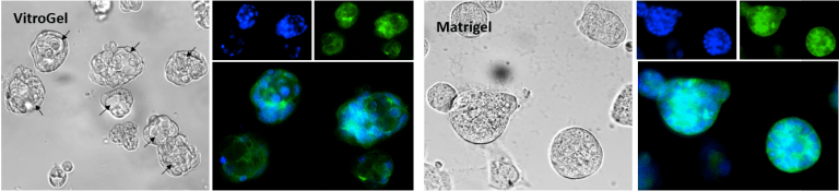 VitroGel® Hydrogel Matrix | TheWell Bioscience