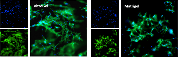 VitroGel® Hydrogel Matrix | TheWell Bioscience