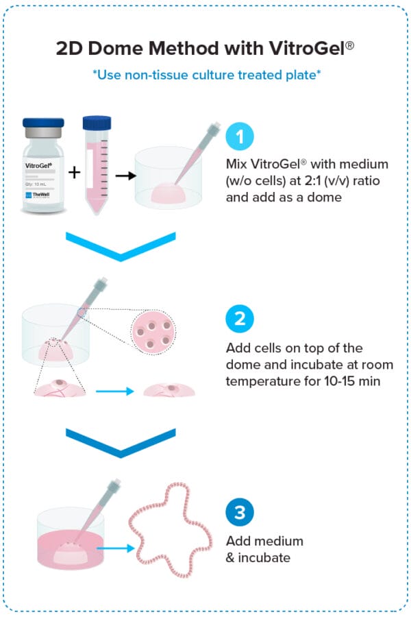 3D ORGANOID Cell Culture - Xeno-free Hydrogel | VitroGel
