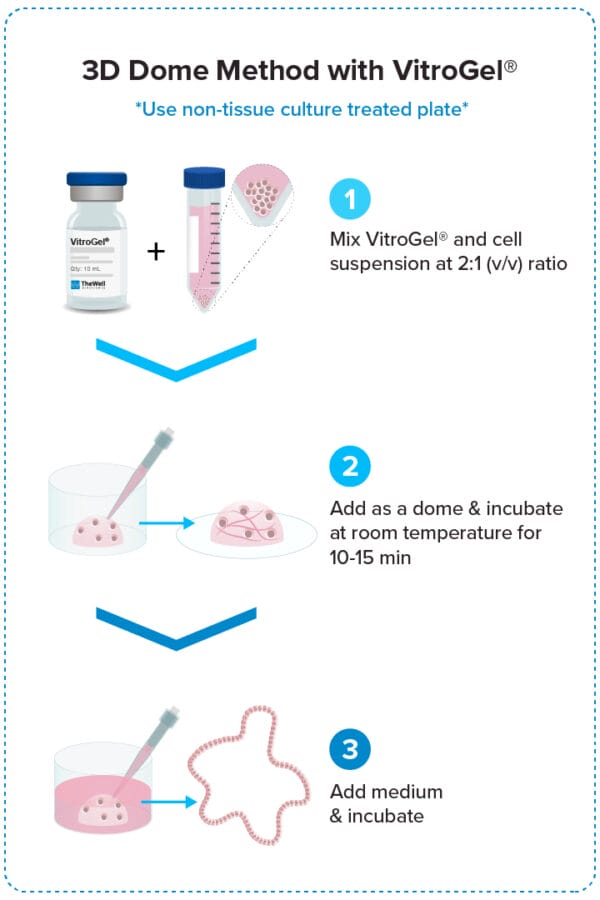 3D ORGANOID Cell Culture - Xeno-free Hydrogel | VitroGel