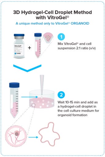 3D ORGANOID Cell Culture - Xeno-free Hydrogel | VitroGel