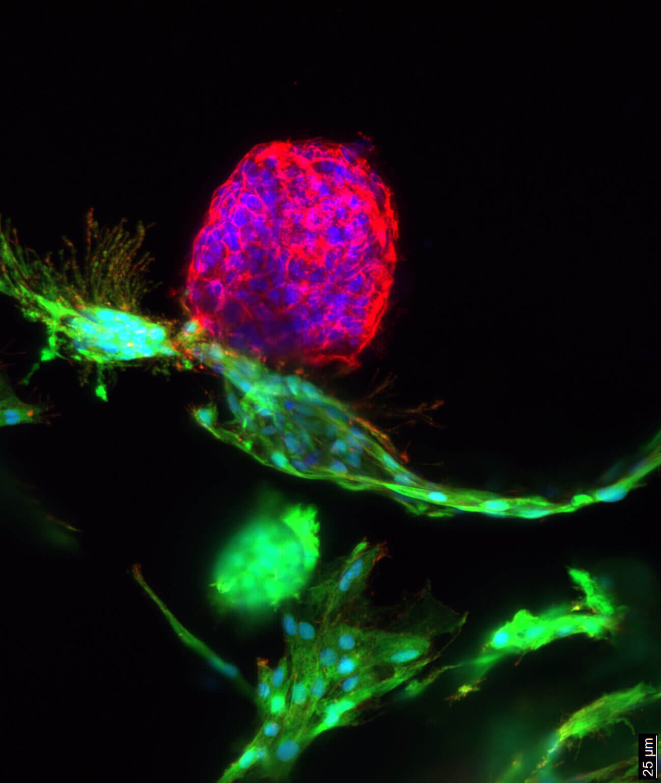3D ORGANOID Cell Culture - Xeno-free Hydrogel | VitroGel