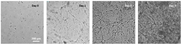Mesenchymal stem cell 3D culture & scale-up | TheWell Bioscience