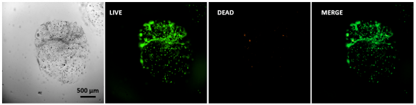 Mesenchymal stem cell 3D culture & scale-up | TheWell Bioscience