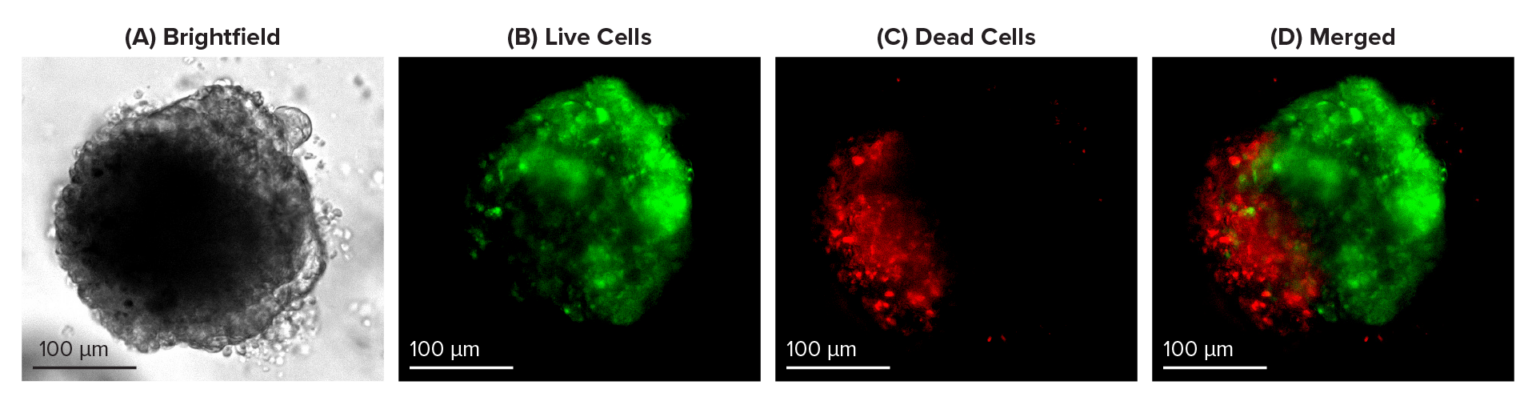 Cyto3D® Live-Dead Assay Kit for 3D / 2D Cell Culture