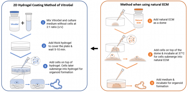 VitroGel ORGANOID 2D Hydrogel Coating Protocol vs Matrigel Dome Method ... VitroGel ORGANOID 2D Hydrogel Coating Protocol vs Matrigel Dome Method ...