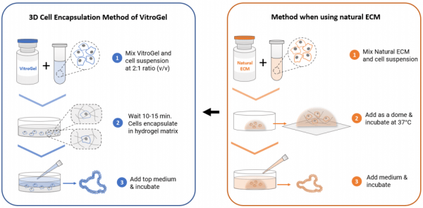 VitroGel ORGANOID 3D Cell Culture Protocol vs Matrigel | TheWell Bioscience VitroGel ORGANOID 3D Cell Culture Protocol vs Matrigel | TheWell Bioscience