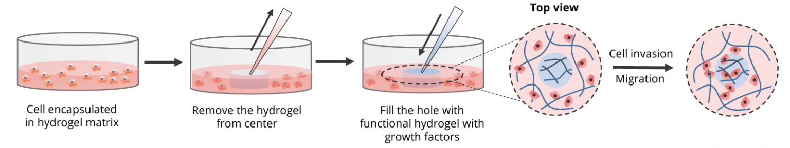 3D Horizonal Invasio Assay Preparation | TheWell Bioscience