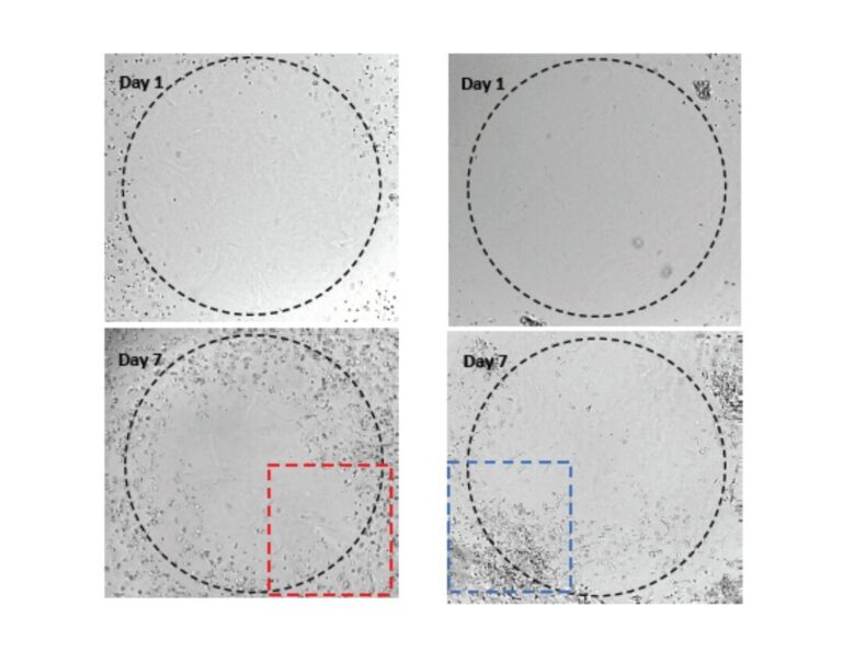 VitroGel® Cell Invasion Assay Kit | TheWell Bioscience