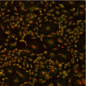 VitroGel® Angiogenesis Assay Kit | TheWell Bioscience