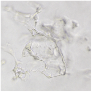 VitroGel® Angiogenesis Assay HC Kit | TheWell Bioscience