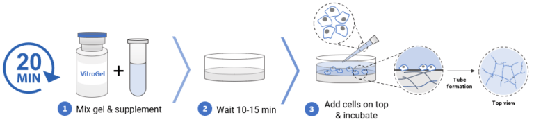 VitroGel® Angiogenesis Assay Kit | TheWell Bioscience