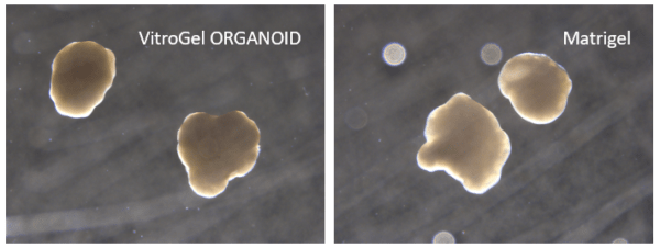 3D ORGANOID Cell Culture - Xeno-free Hydrogel | VitroGel