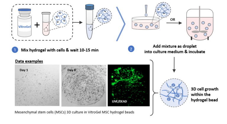 Hydrogel-Cell Bead Culture Example | TheWell Bioscience