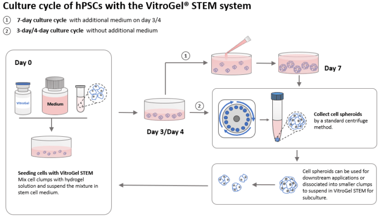 Stem cell culture - 3D and scale-up | TheWell Bioscience