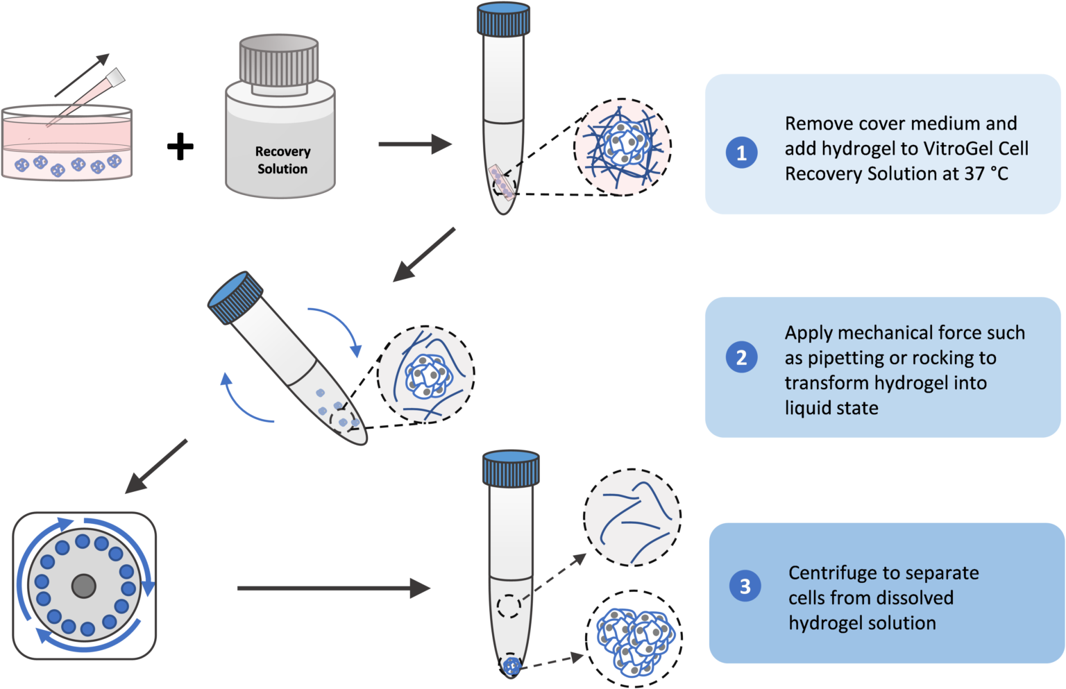 Cell harvesting/recovery of 3D and 2D cells in VitroGel hydrogels