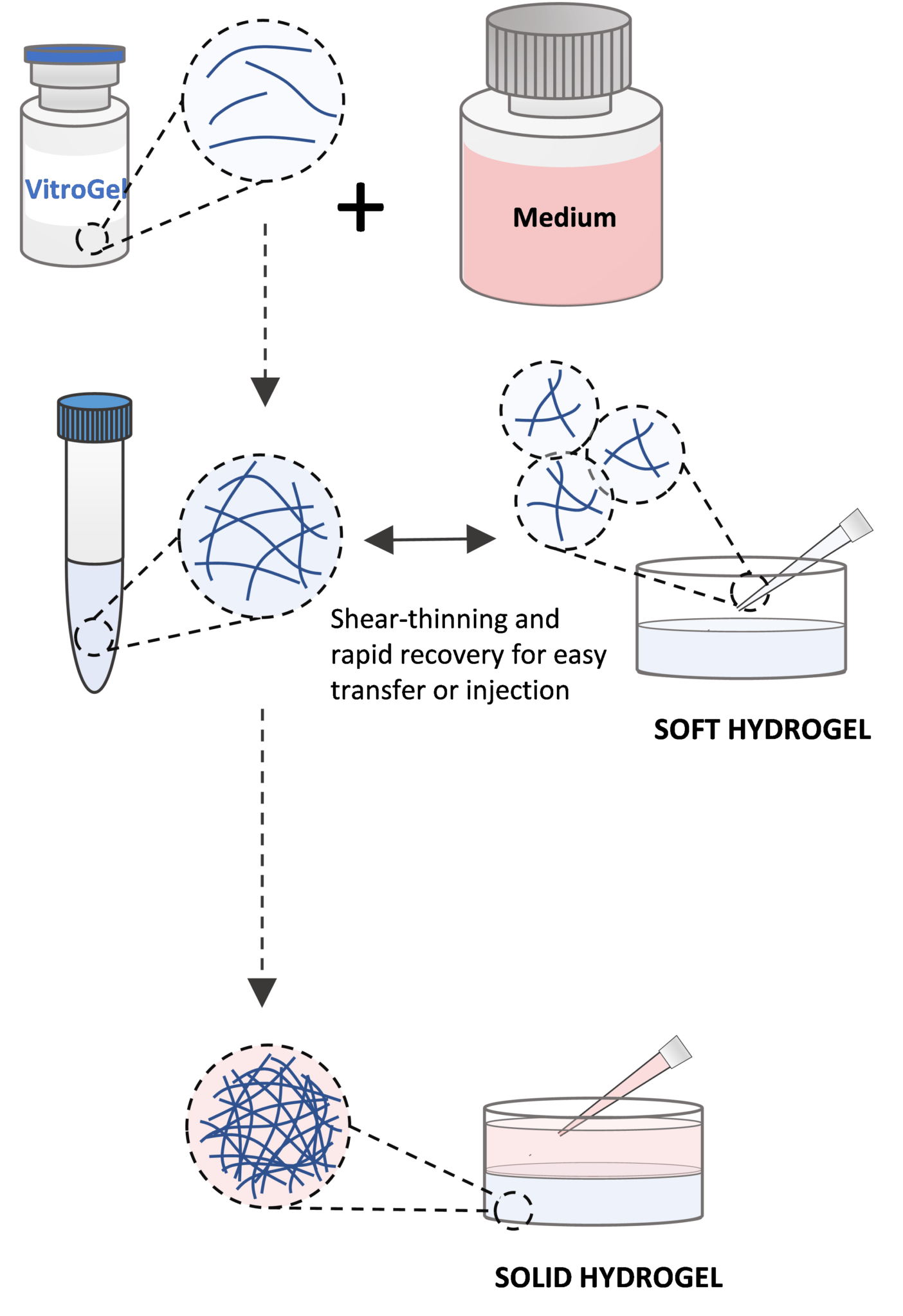 How hydrogel gelation works within VitroGel | TheWell Bioscience