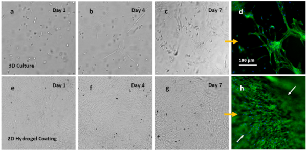 Normal Human Dermal Fibroblasts Skin Model | TheWell Bioscience