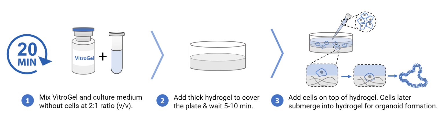 3D ORGANOID Cell Culture - Xeno-free Hydrogel | TheWell Bioscience