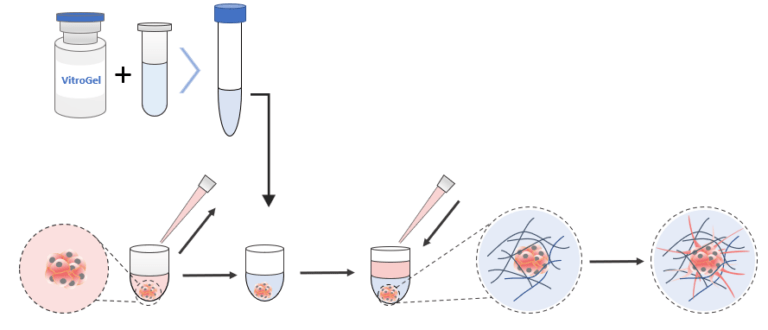 3D Spheroid Invasion Assay With the Xeno-free, Bio-Functional VitroGel ...