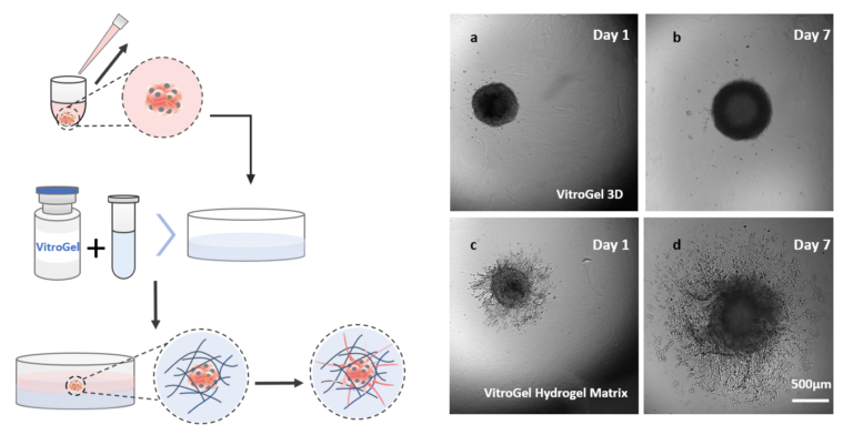Invasion Assay - Tunable, Xeno-free Hydrogel | VitroGel®