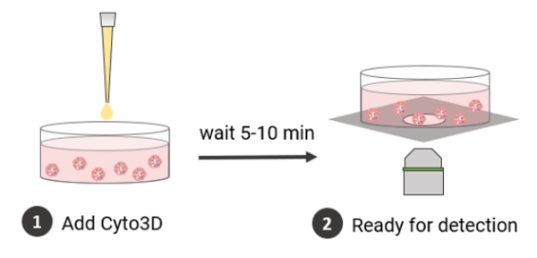 3D Spheroid Invasion Assay With the Xeno-free, Bio-Functional VitroGel ...
