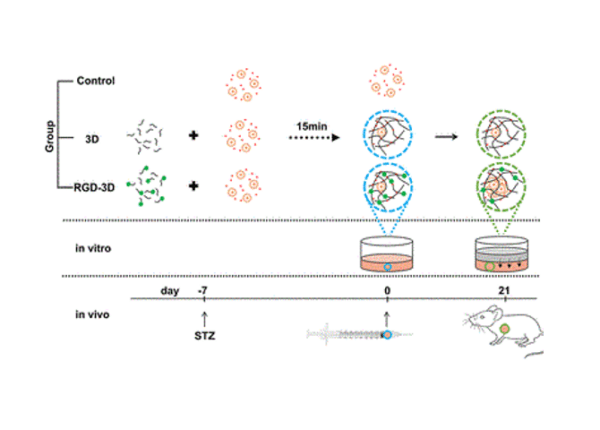 Xenograft - In Vivo Injection, Xeno-free Hydrogel | TheWell Bioscience