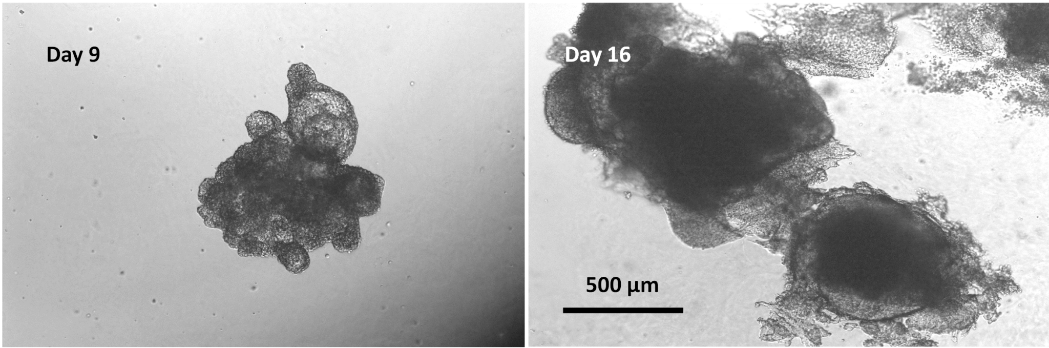 Xeno-free Organoid Generation Workflow From Stem Cell Spheroids ...