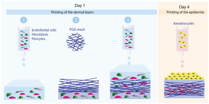 3D Bioprinting of an Implantable Xeno-free Vascularized Human Skin ...
