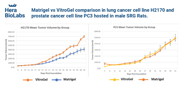 Comparing the Xeno-Free VitroGel to Animal-Based Matrigel for Xenograft ...