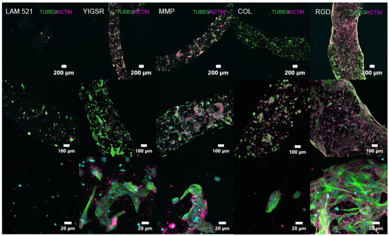 Cytoskeletal stains Tubulin TUBB3 and Actin of bioprinted hIPSCs cells ...