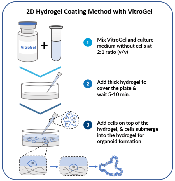 3D ORGANOID Cell Culture - Xeno-free Hydrogel | TheWell Bioscience