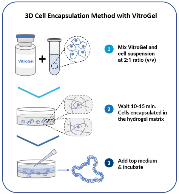 3D ORGANOID Cell Culture - Xeno-free Hydrogel | TheWell Bioscience