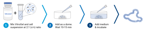VitroGel ORGANOID Dome Protocol | TheWell Bioscience