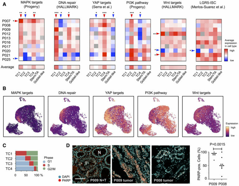 Check the MAP(K): Cancer Driver Signals on Pathway to Change Lanes ...