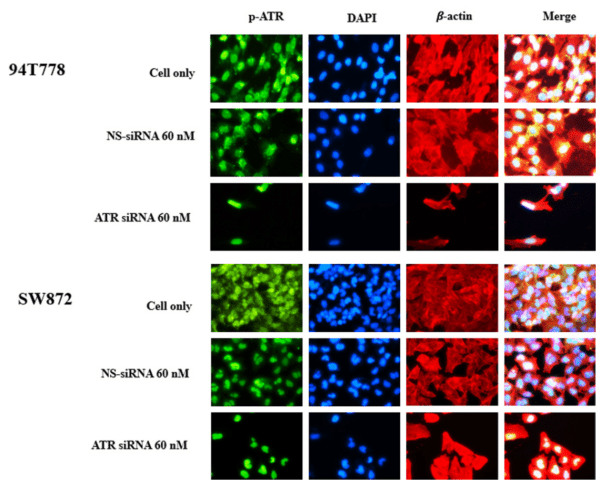 3D Cell Culture - Xeno-free Hydrogels & Bioinks | TheWell Bioscience
