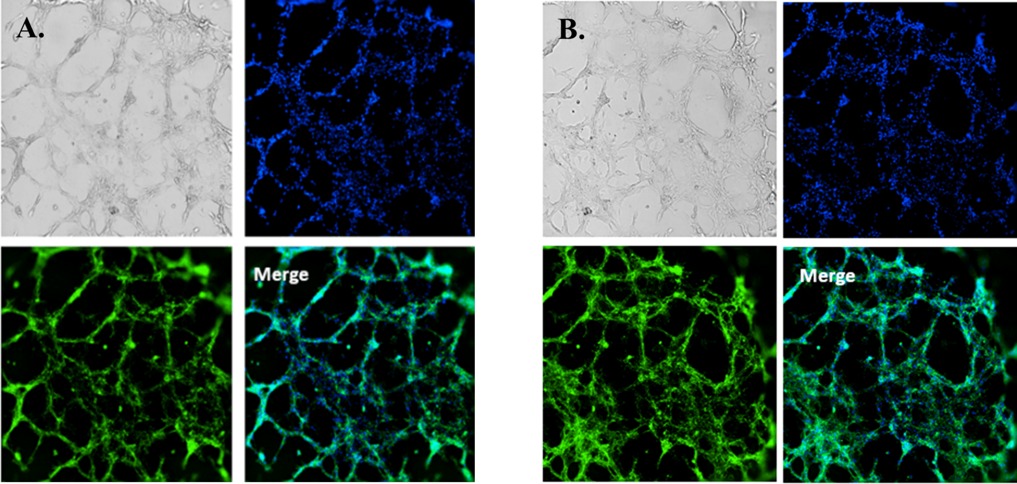 Xeno-Free Angiogenesis Cell Models Using the VitroGel System | TheWell ...