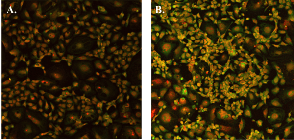 Xeno-Free Angiogenesis Cell Models Using the VitroGel System | TheWell ...