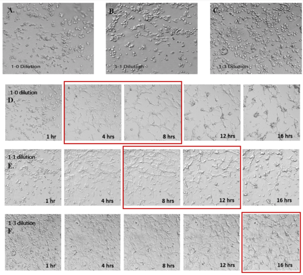 Xeno-Free Angiogenesis Cell Models Using the VitroGel System | TheWell ...