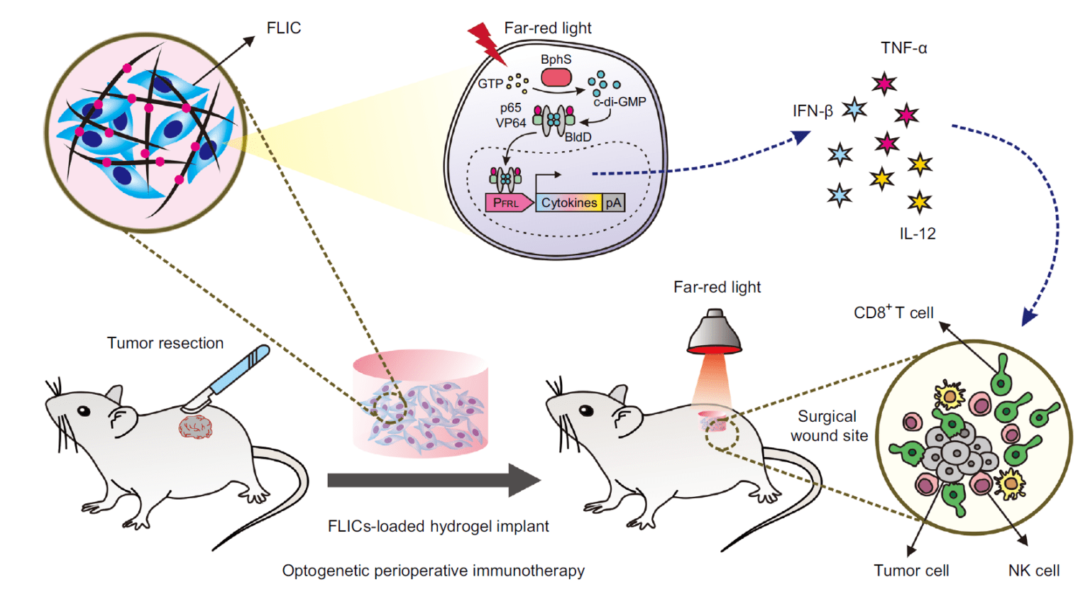 Hydrogels and Light – A powerful Anticancer Duo | TheWell Bioscience