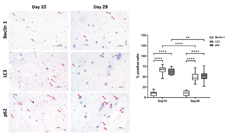 Cells: Prepare Yourself to Make Cartilage | TheWell Bioscience