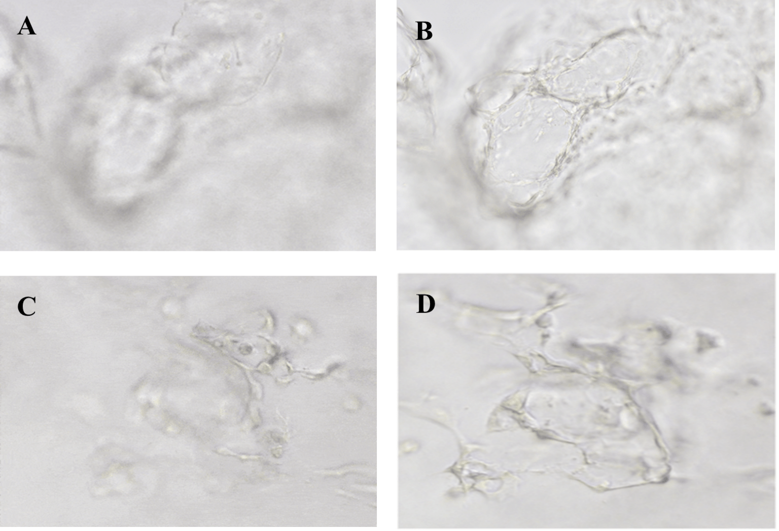 fig 6 – VitroGel Angiogenesis Assay Kit App Note | TheWell Bioscience