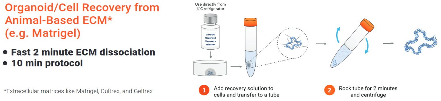 Harvest Organoids/Cells From Animal-Based ECM With VitroGel® Organoid ... Harvest Organoids/Cells From Animal-Based ECM With VitroGel® Organoid ...